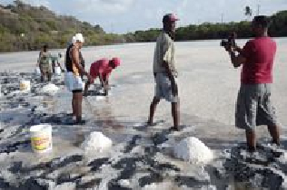 Residents of Union Island involved in salt picking - Searchlight