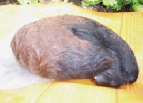 Sheep gives birth to headless lamb - Searchlight