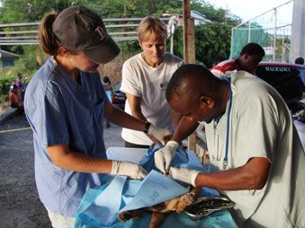 VSPCA wants end to animal cruelty in SVG - Searchlight