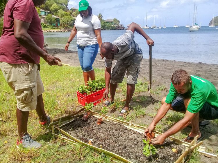 Over 280 mangrove trees planted at Canash Beach and Great Head Bay ...