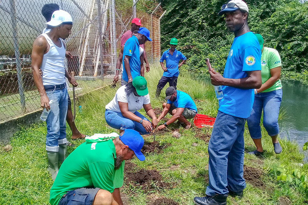Over 280 mangrove trees planted at Canash Beach and Great Head Bay ...