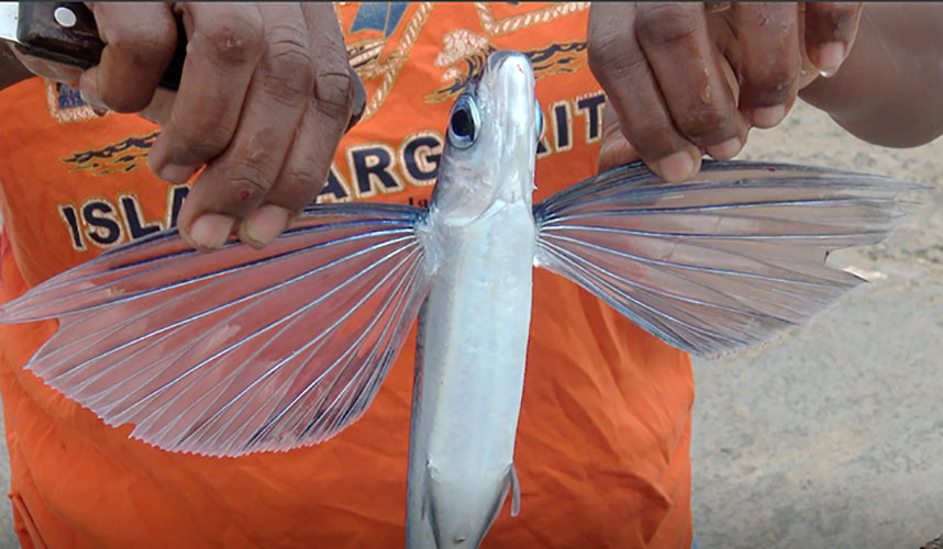 Technical experts discuss updated plan for Eastern Caribbean flyingfish ...
