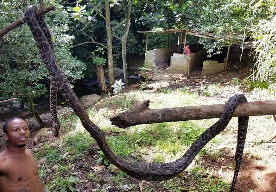 Snake found at Belair is harmless and protected by law - Searchlight