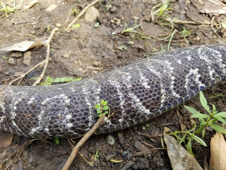 Snake found at Belair is harmless and protected by law - Searchlight