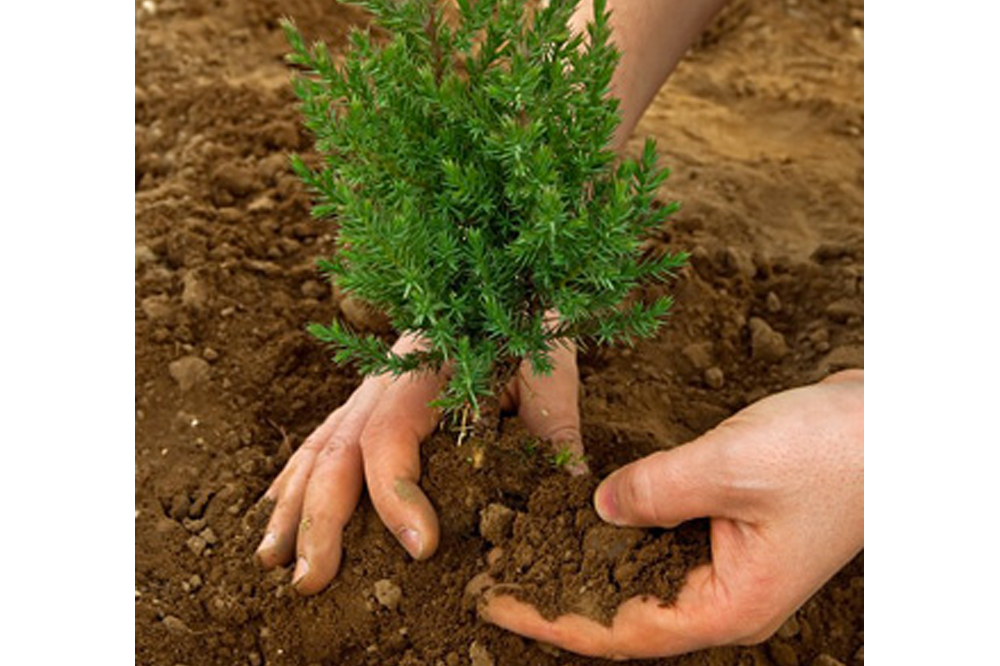 Lions plant 100 trees in Montreal Mountain - Searchlight