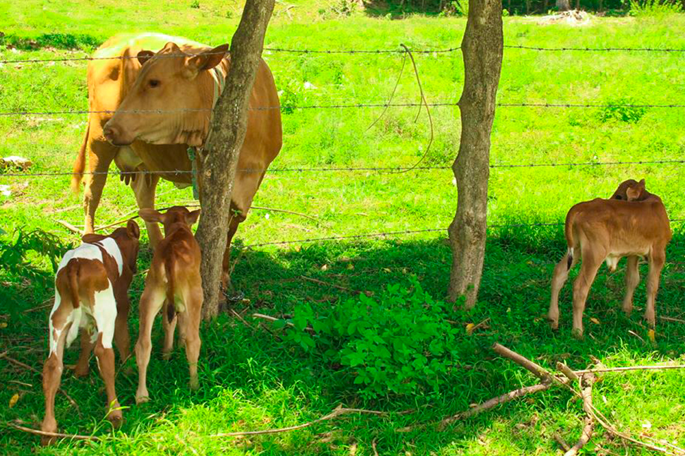 Heifer gives birth to three calves, making history in SVG - Searchlight