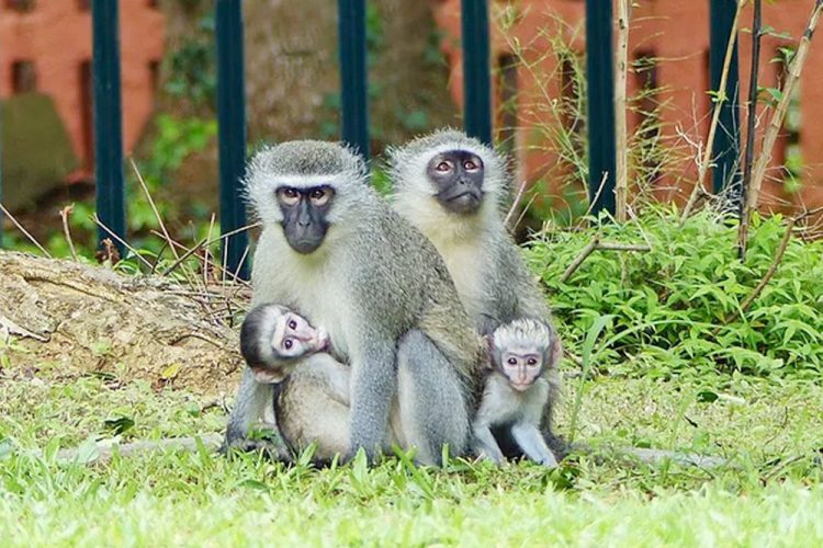 St Kitts authorities selling ‘Tree Mutton’ for dogs... or humans ...