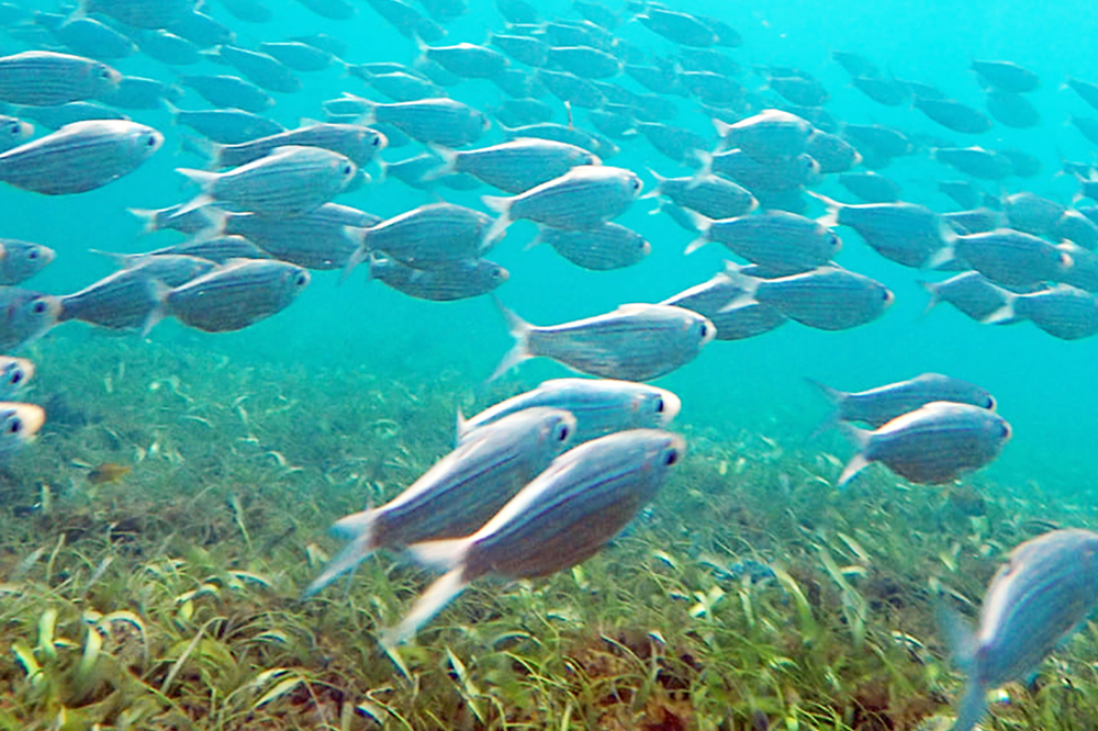 Letter to Physical Planning re: development plans to remove reef at ...