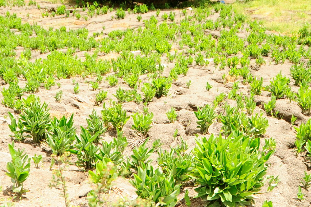 Farmer calls for overhaul of Arrowroot Association Act - Searchlight