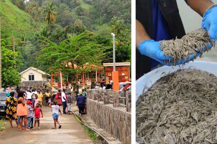 From where in St Vincent does the best tri tri come? (+video) - Searchlight