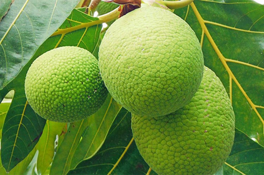 Breadfruit believed to be part of the solution to global hunger crisis ...