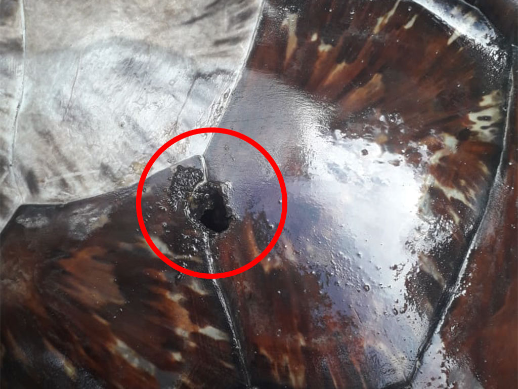 Evidence found of illegal slaughtering of endangered turtle - Searchlight