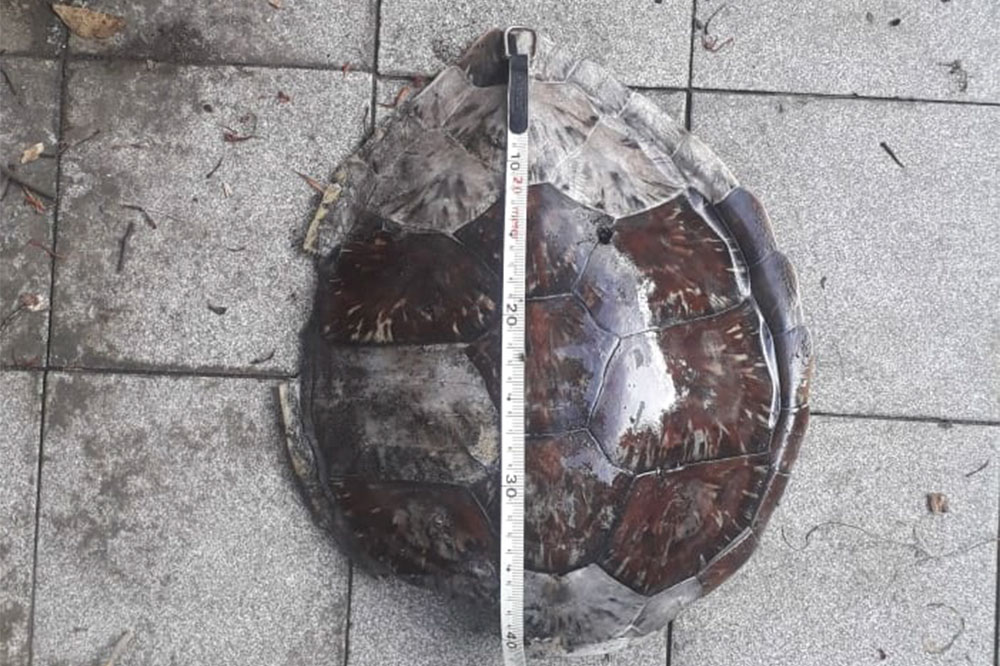 Evidence found of illegal slaughtering of endangered turtle - Searchlight