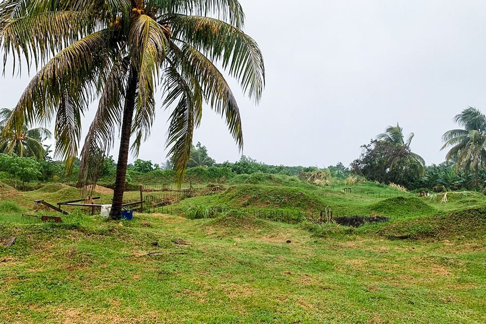 SVG aiming to expand arrowroot markets following completion of new ...
