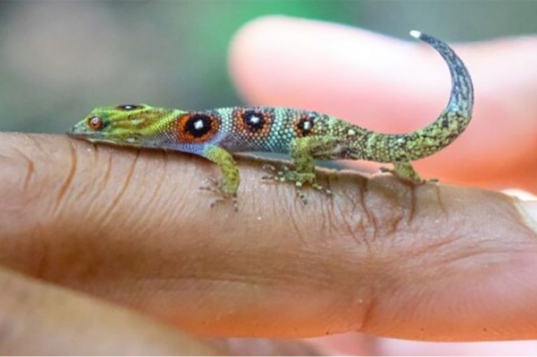 Rare, critically endangered gecko making dramatic recovery in Caribbean ...