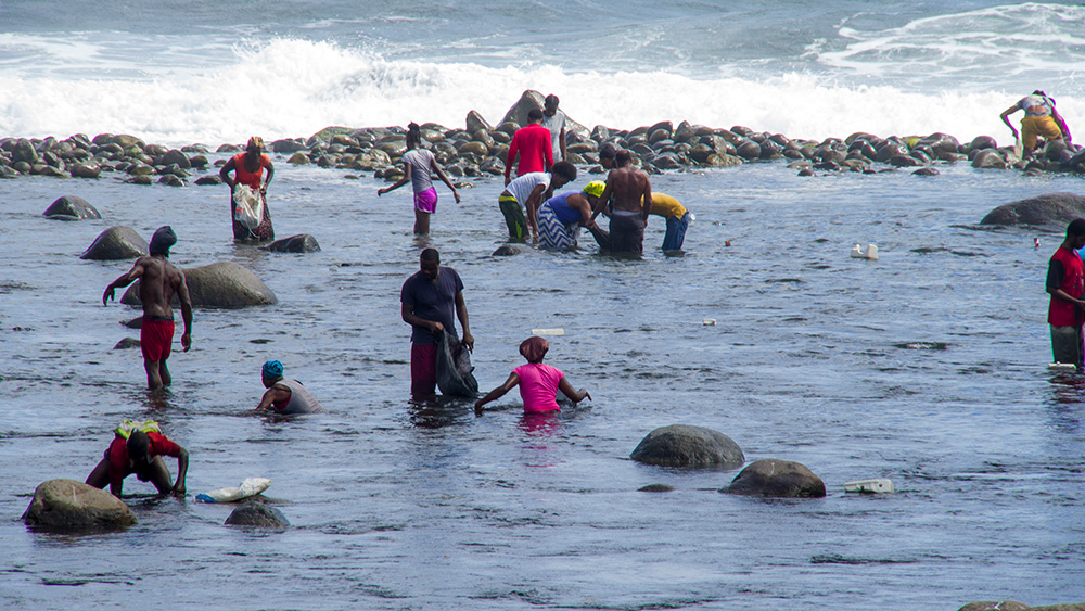 Tri Tri in abundance in Colonaire River (+Video)