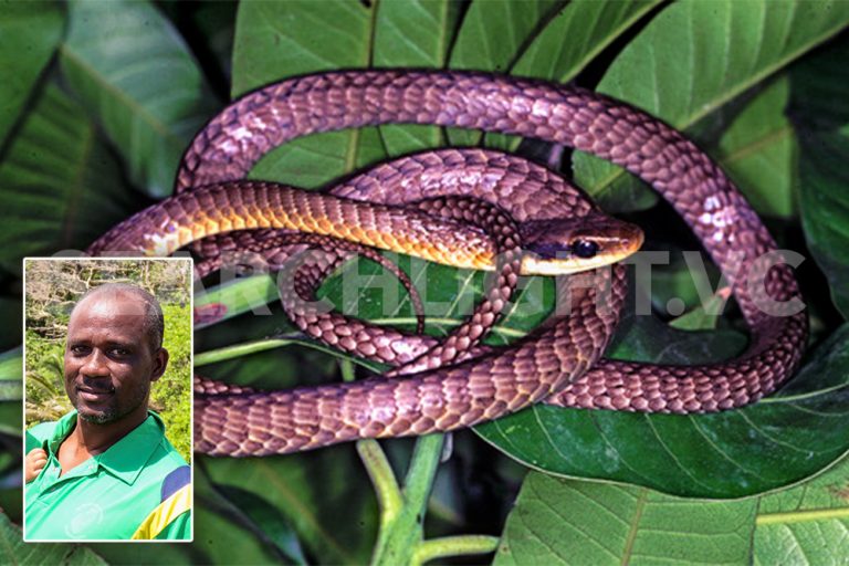 Stop spreading rumors of venomous snakes in SVG - Forestry Official
