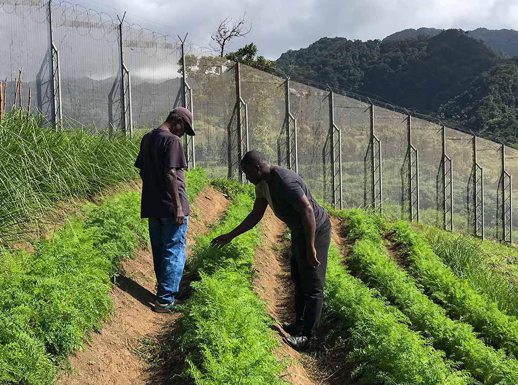 Vetiver farm project reaping great success for inmates, their diets and ...