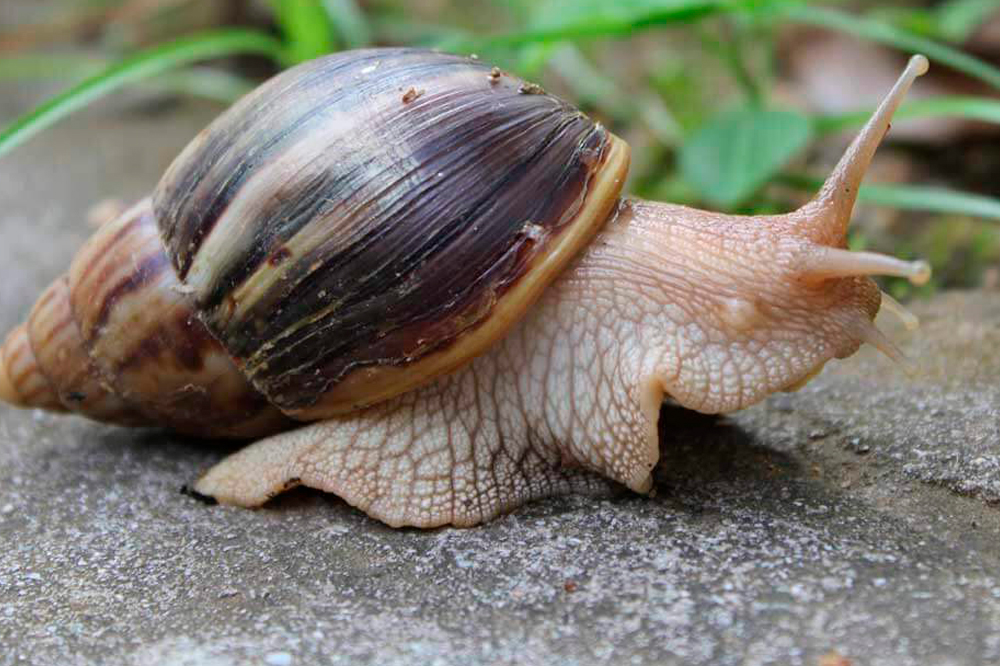 Ministry of Agriculture declares war on infestation by Giant African Snail