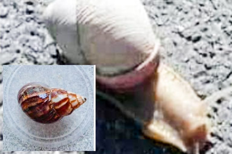 Over 15,000 Giant African Snails found so far in SVG
