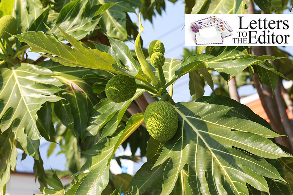 Breadfruit Tree
