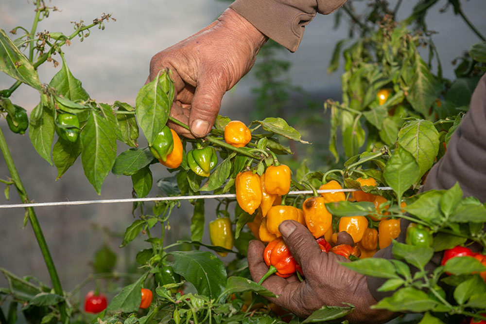 SVG accelerates efforts to grow its hot pepper industry