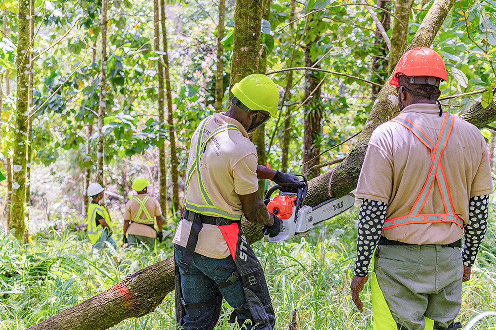 Forestry officers receive chainsaw training