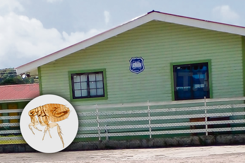 Fleas force closure of Secondary Schools at Arnos Vale - Searchlight