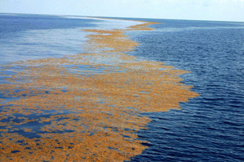 Sargassum seaweed to swamp Eastern Caribbean region - Searchlight
