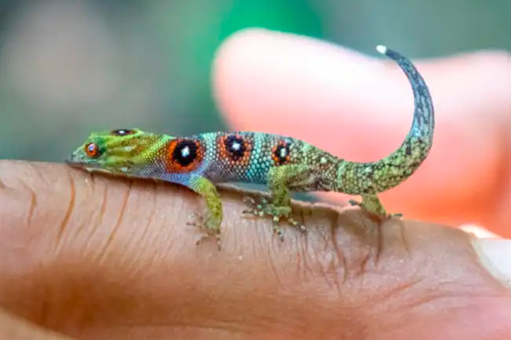 Status of Union Island Gecko unknown after Hurricane Beryl - Searchlight