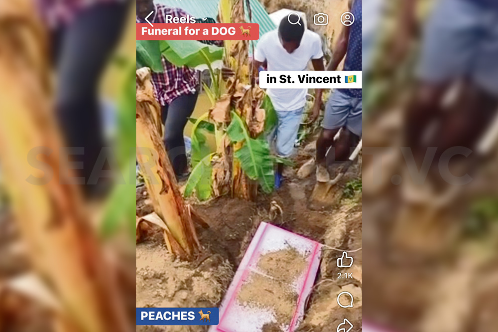 Family dog receives big ceremonial burial - Searchlight