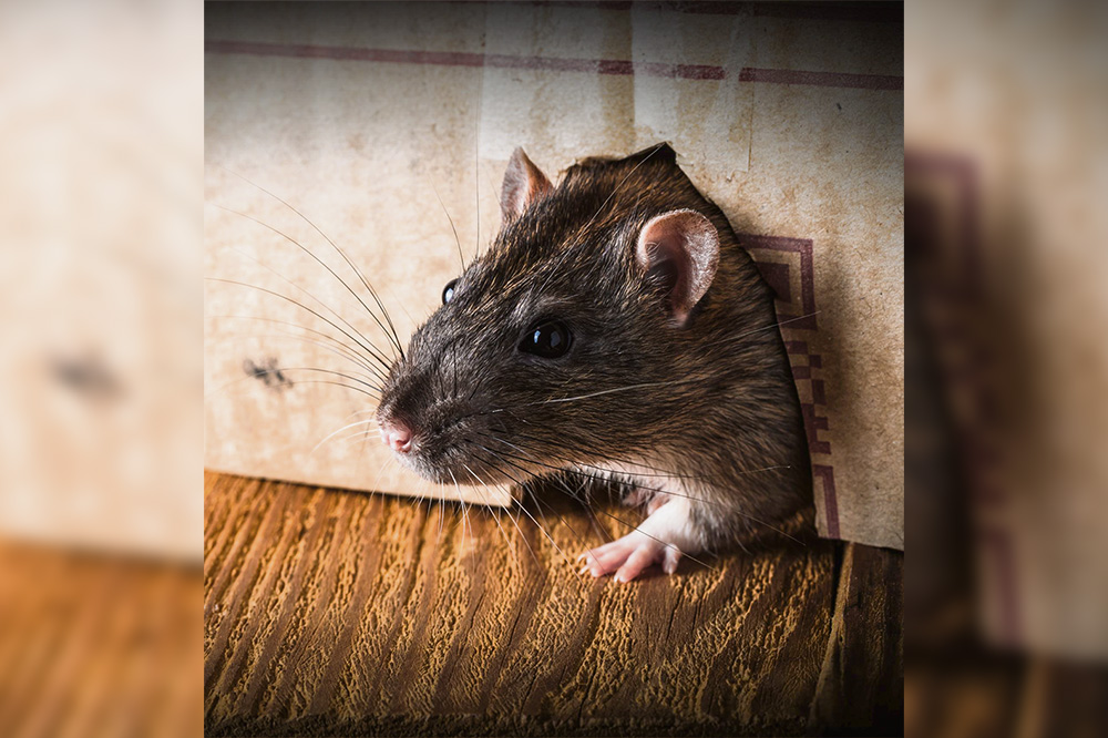 Opposition MP: ‘Rats chasing children out of Stoney Ground School ...