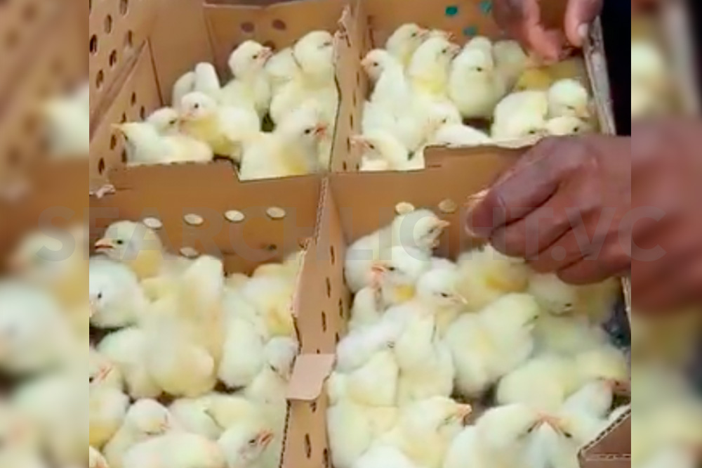 Zero Hunger Trust Fund distributes third batch of chickens - Searchlight