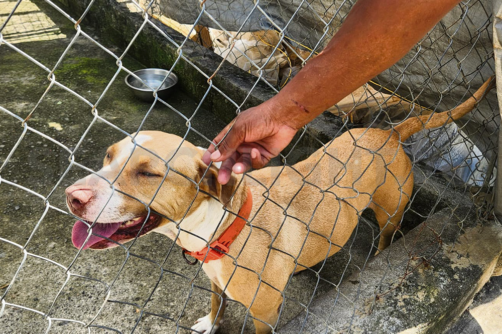 Why were 'Tarmac' dogs beaten to death? – VSPCA - Searchlight