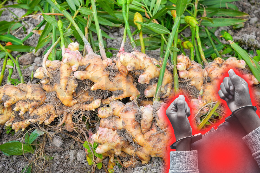 Redemption Sharpes man pleads guilty to stealing ginger - Searchlight